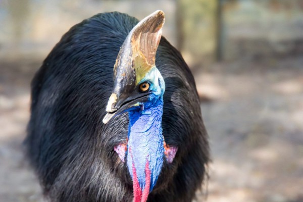Fakta Menarik Seputar Burung Kasuari