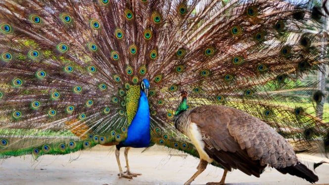 Pesona Burung Merak Simbol Agama Hindu dan Kerajaan India - INFORMASI ...