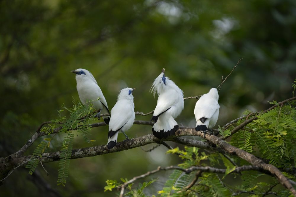 Fakta Menarik Tentang Burung Jalak Bali Yang Di Ketahui - INFORMASI ...