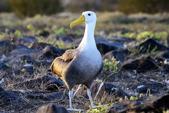 Fakta Menarik Burung Albatros yang Bisa Tidur sambil Terbang ...